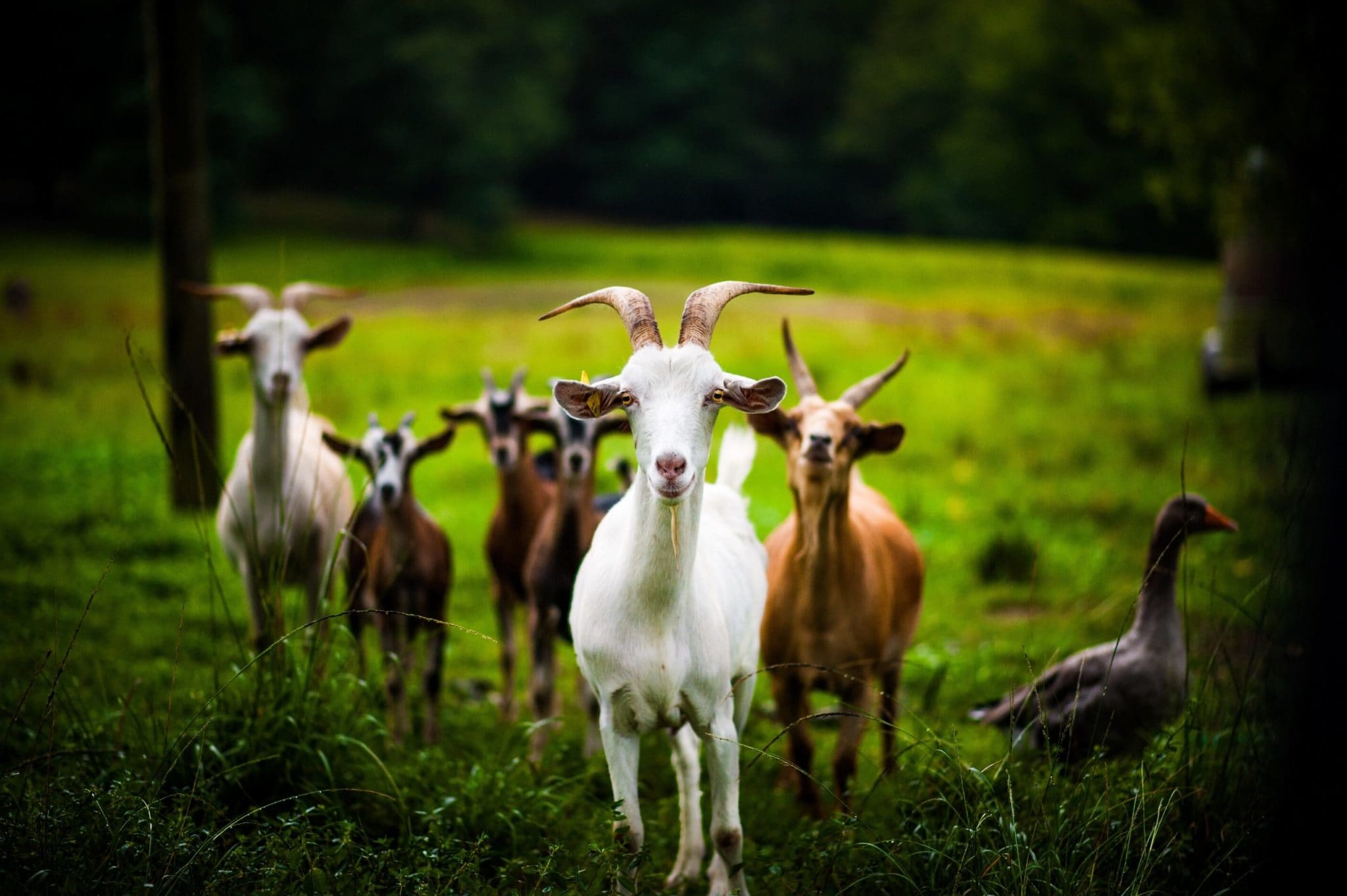 If It’s Sheep Versus Goats, Pick the GOAT - The Evangelical Covenant Church
